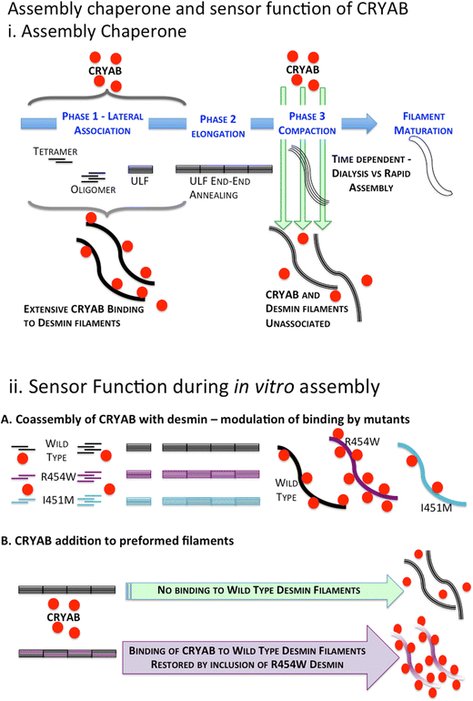 αB-crystallin is a sensor for assembly intermediates and for the ...