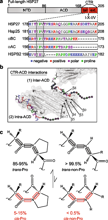 Proline isomerization in the C-terminal region of HSP27 | SpringerLink