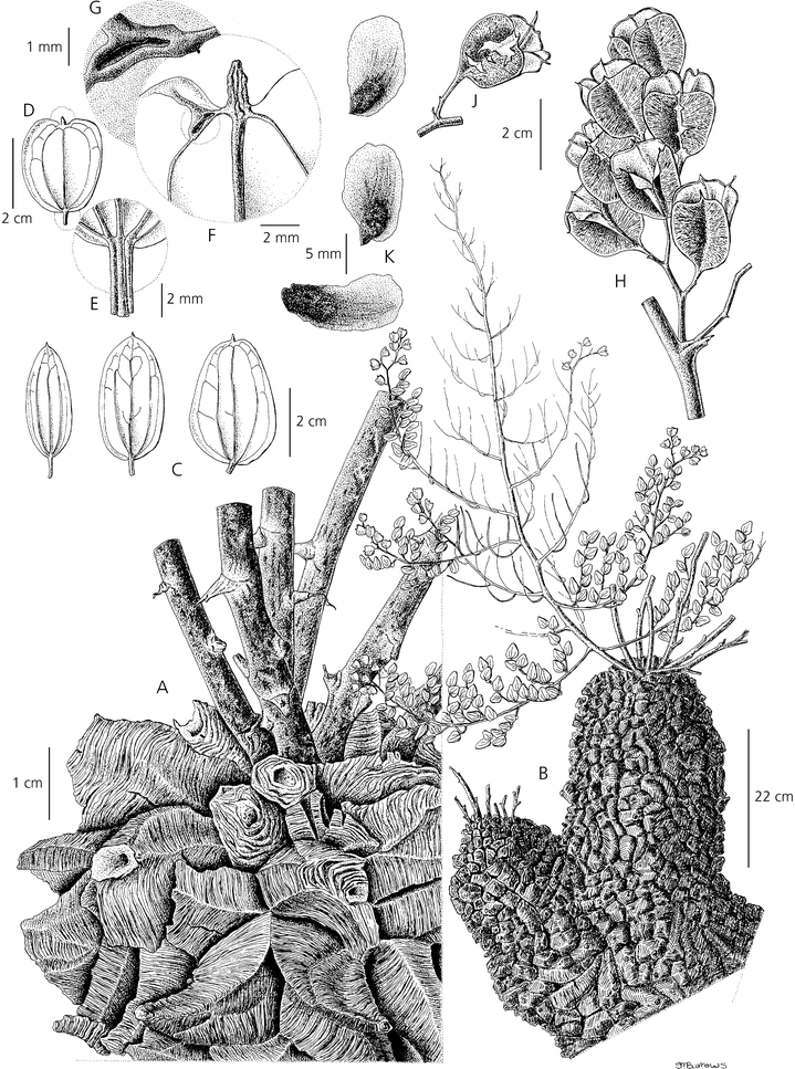 A critically endangered new species of yam ( Dioscorea strydomiana ...