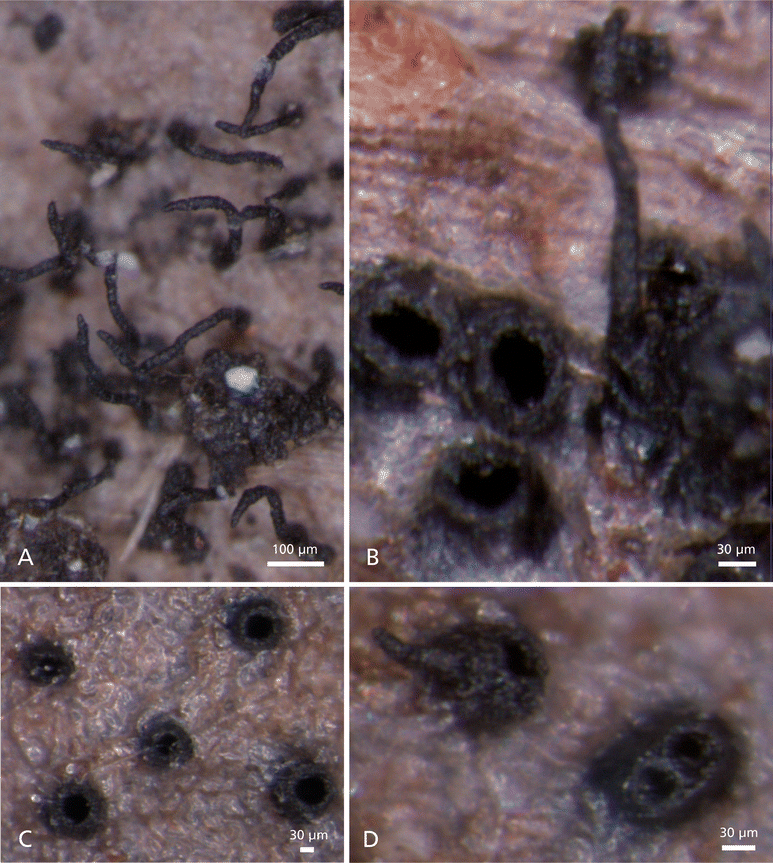 A new fungicolous Scolecobasidium (hyphomycetes) and Caducirostrum gen ...