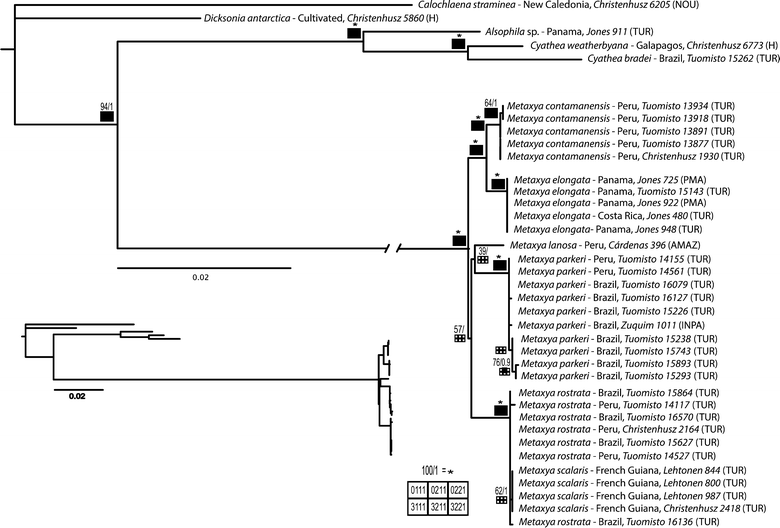 Newly discovered diversity in the tropical fern genus Metaxya based on ...