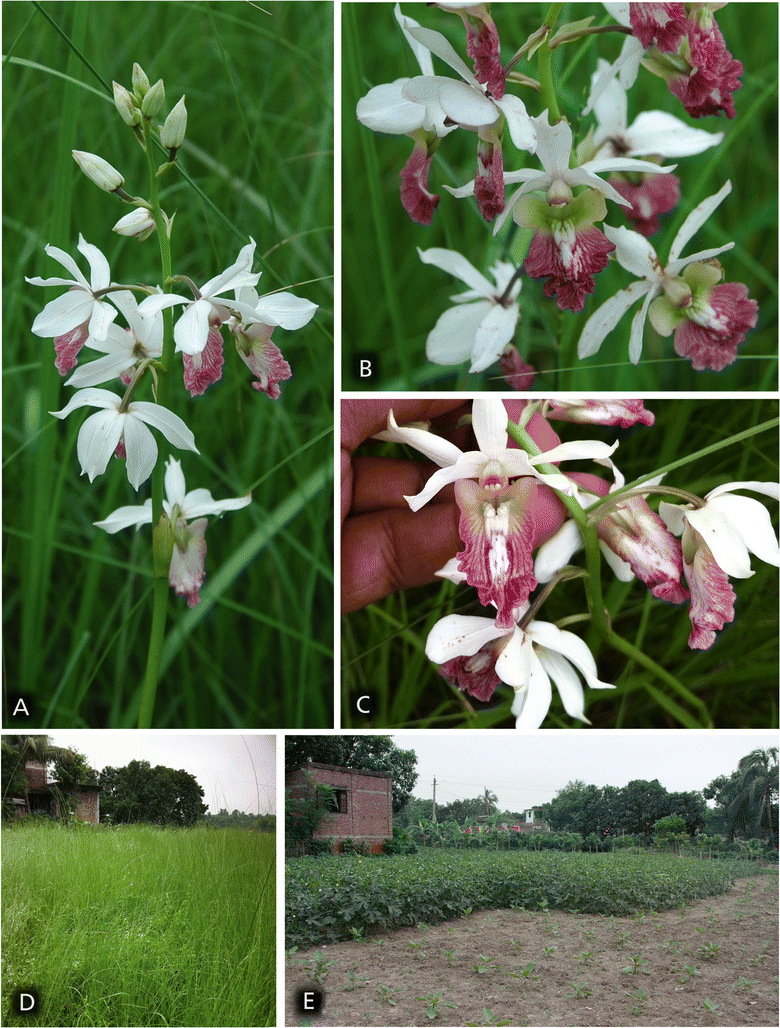 Eulophia obtusa (Orchidaceae: Epidendroideae: Cymbideae) an addition to ...