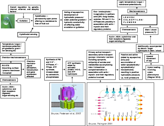 Guttation: Mechanism, Momentum and Modulation | SpringerLink