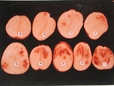 Internal Heat Necrosis of Potato—A Review | SpringerLink