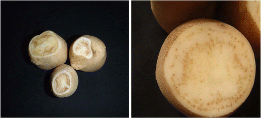 Zebra Chip Disease of Potato: Biology, Epidemiology, and Management ...