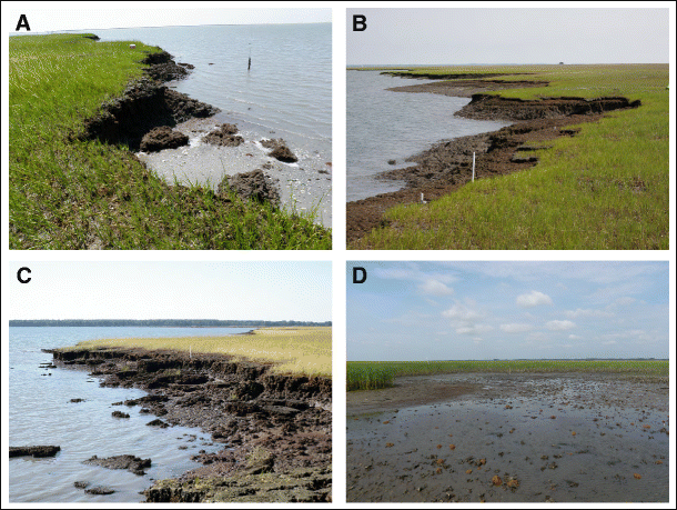 Rates and Forcing of Marsh Edge Erosion in a Shallow Coastal Bay ...
