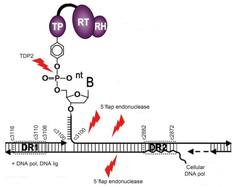 Recent advances in the study of hepatitis B virus covalently closed ...