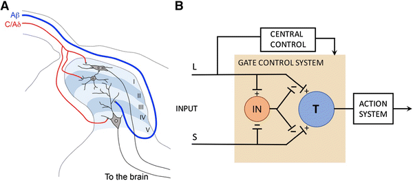 Spinal Circuits Transmitting Mechanical Pain and Itch | SpringerLink