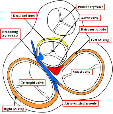 The Anatomy of the Conduction System: Implications for the Clinical ...