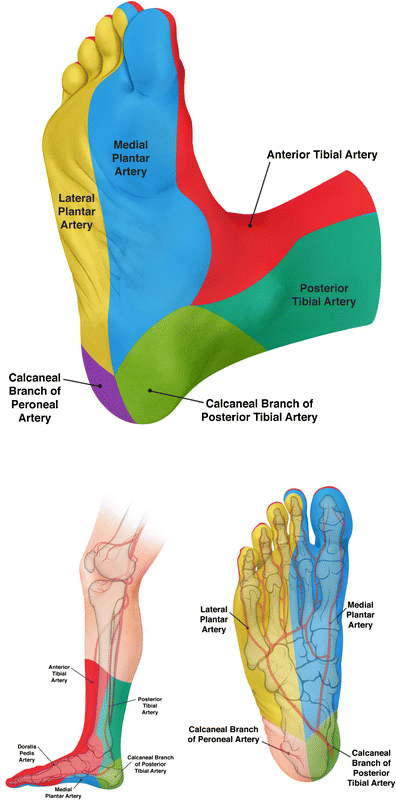 Critical Limb Ischemia: Current Approach and Future Directions ...