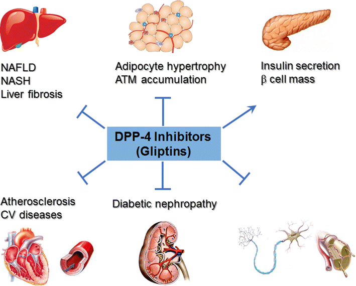 DPP-4 inhibitors in diabetic complications: role of DPP-4 beyond ...