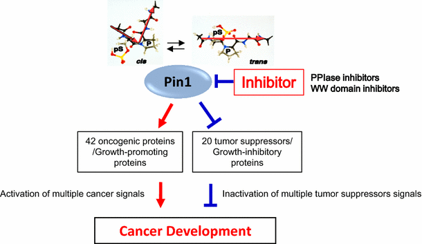 The role of Pin1 in the development and treatment of cancer | SpringerLink