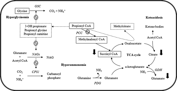 Biochemical Basis of Heterogeneity in Acute Presentations of Propionic ...