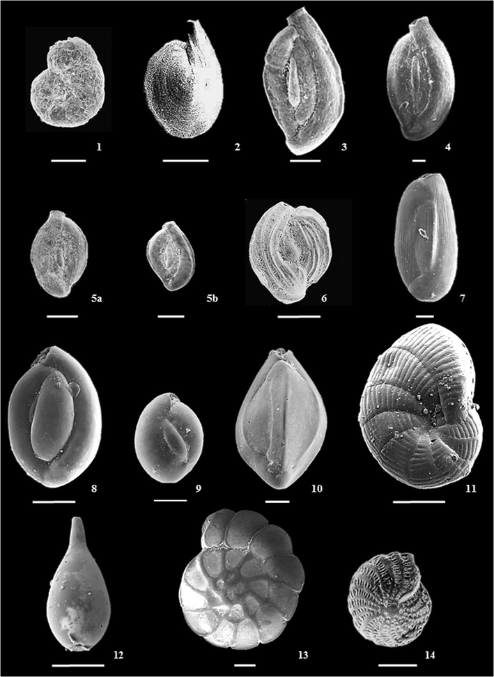 Benthic foraminifera and environmental quality: the case study of ...
