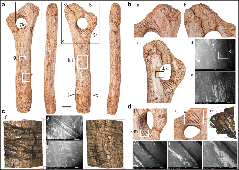 Investigating the use of Paleolithic perforated batons: new evidence ...