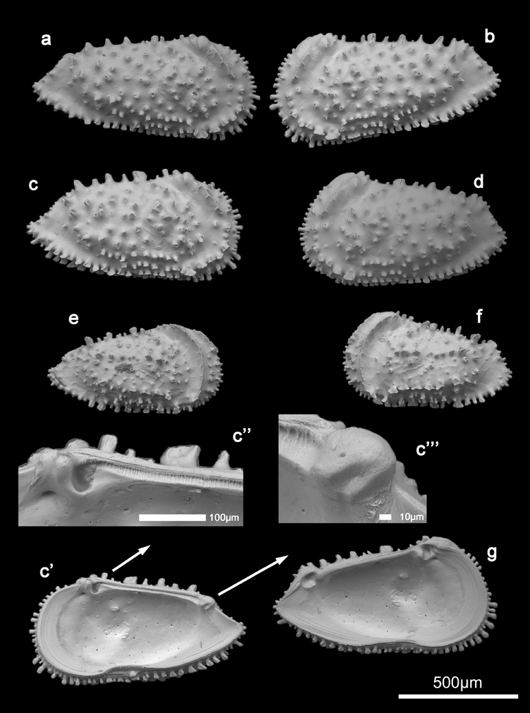 The ostracod genus Trachyleberis (Crustacea; Ostracoda) and its type ...