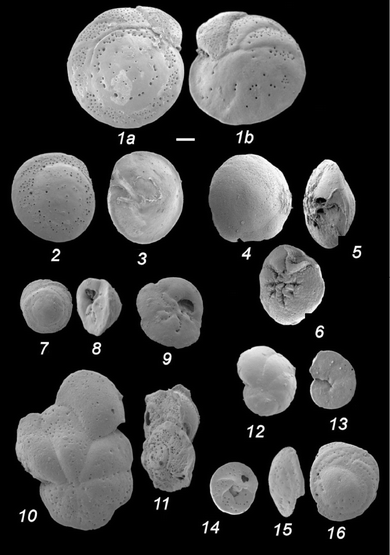 Checklist of benthic foraminifera (class Foraminifera: d’Orbigny 1826 ...