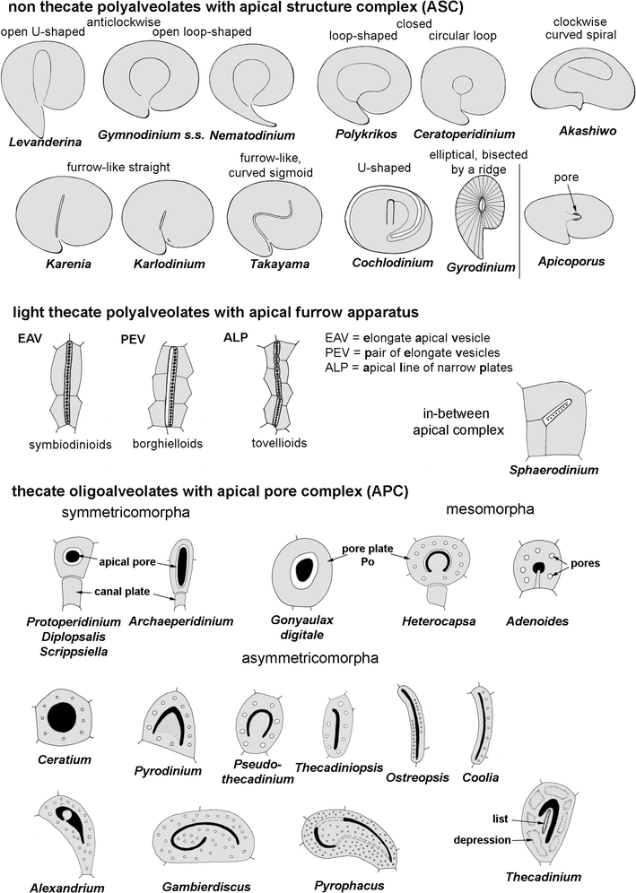 Dinoflagellate taxonomy — a review and proposal of a revised ...
