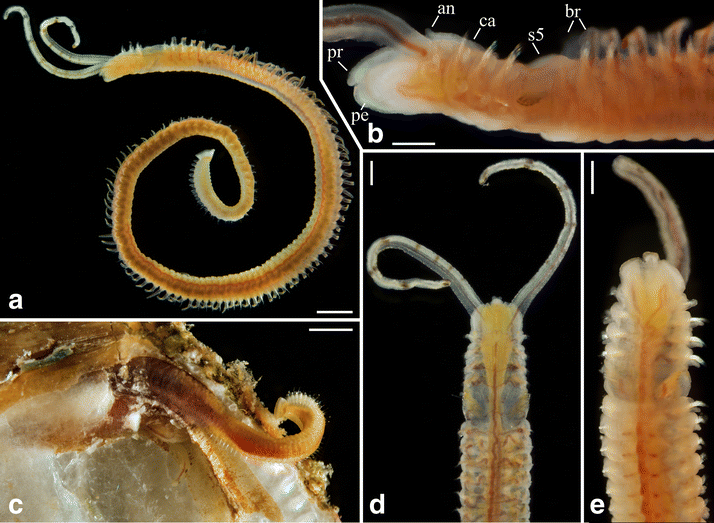 First report of the polychaete Polydora hoplura (Annelida: Spionidae ...
