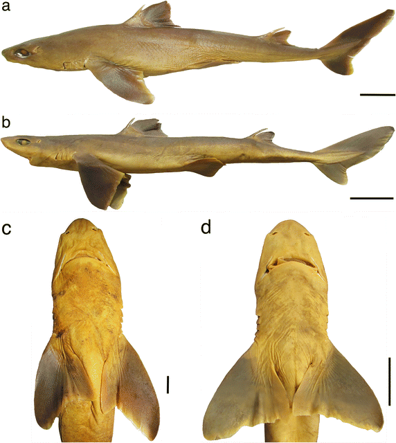 Two new species of short-snouted dogfish sharks of the genus Squalus ...