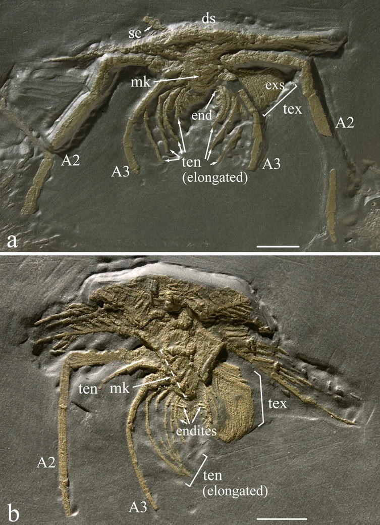 Re-investigation of Mimetaster hexagonalis: a marrellomorph arthropod ...