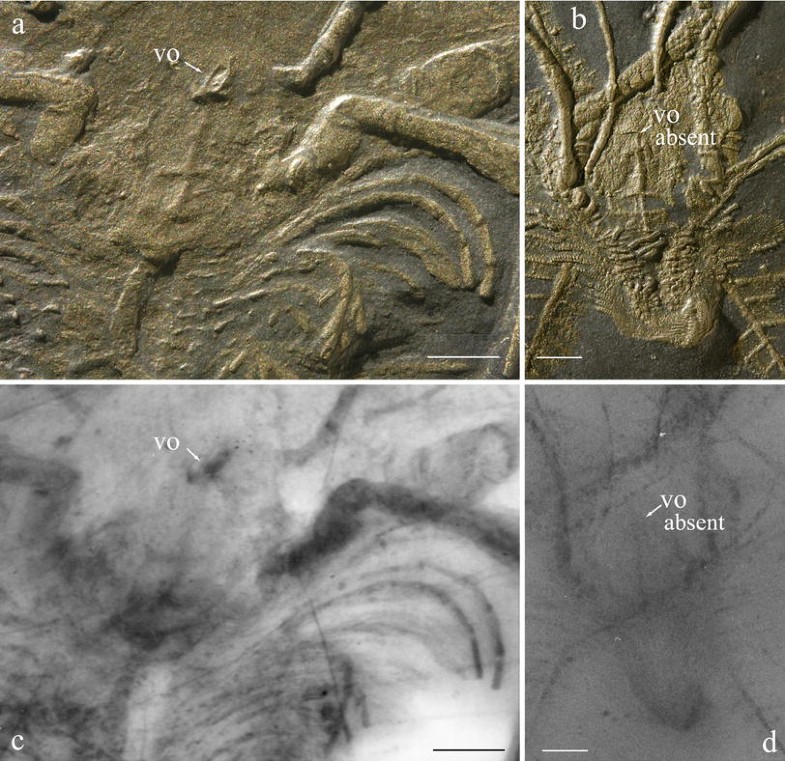 Re-investigation of Mimetaster hexagonalis: a marrellomorph arthropod ...