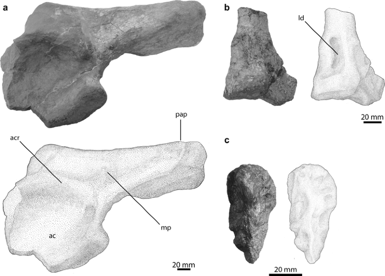 Reassessment of the Middle Triassic rauisuchian archosaurs Ticinosuchus ...