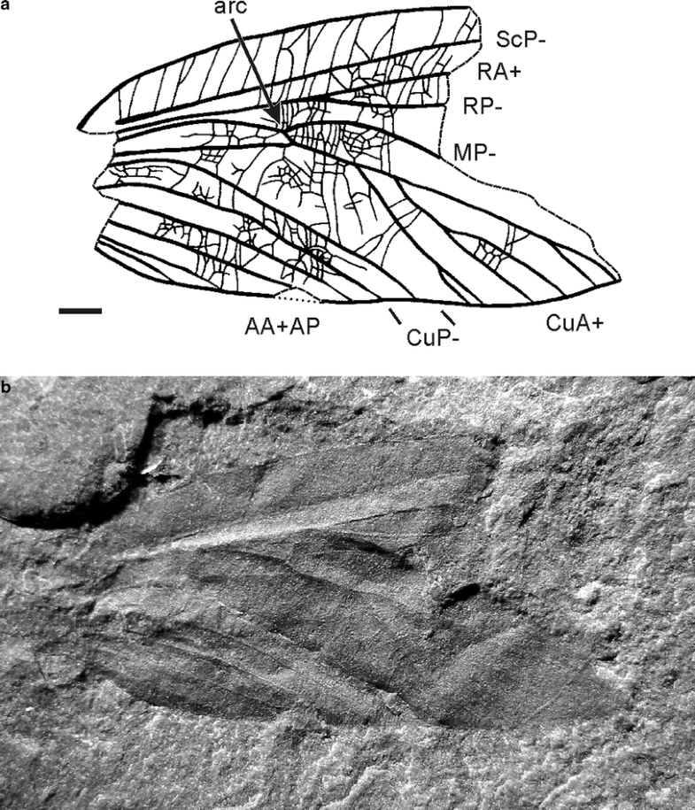 First report of Namurian insects (Palaeodictyoptera; Megasecoptera ...