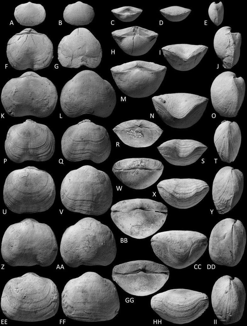 Diversity of the Schizophoria lineage (Brachiopoda: Orthida) in the ...