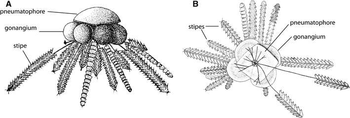 Graptolite reconstructions and interpretations | SpringerLink