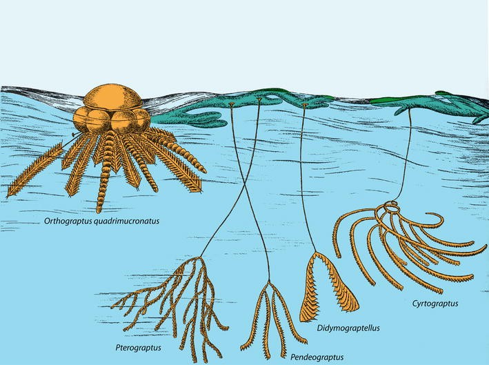 Graptolite reconstructions and interpretations | SpringerLink