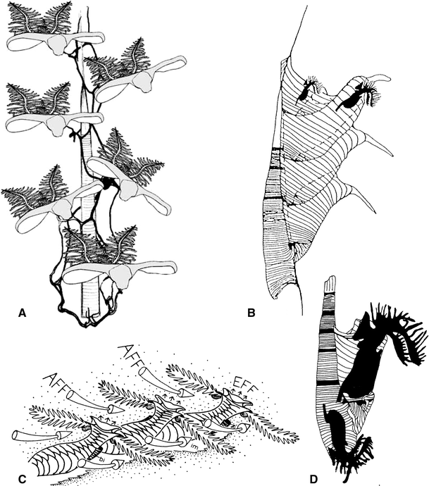Graptolite reconstructions and interpretations | SpringerLink