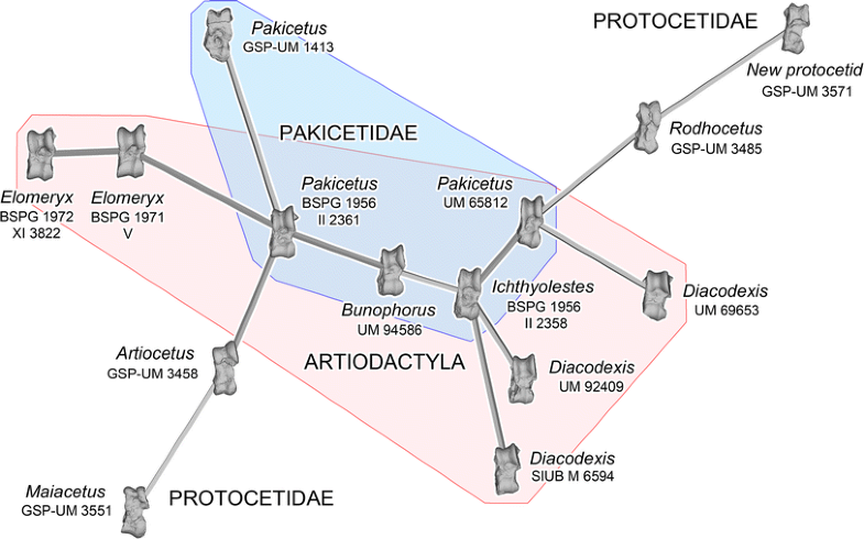 Astragali of Pakicetidae and other early-to-middle Eocene archaeocetes ...