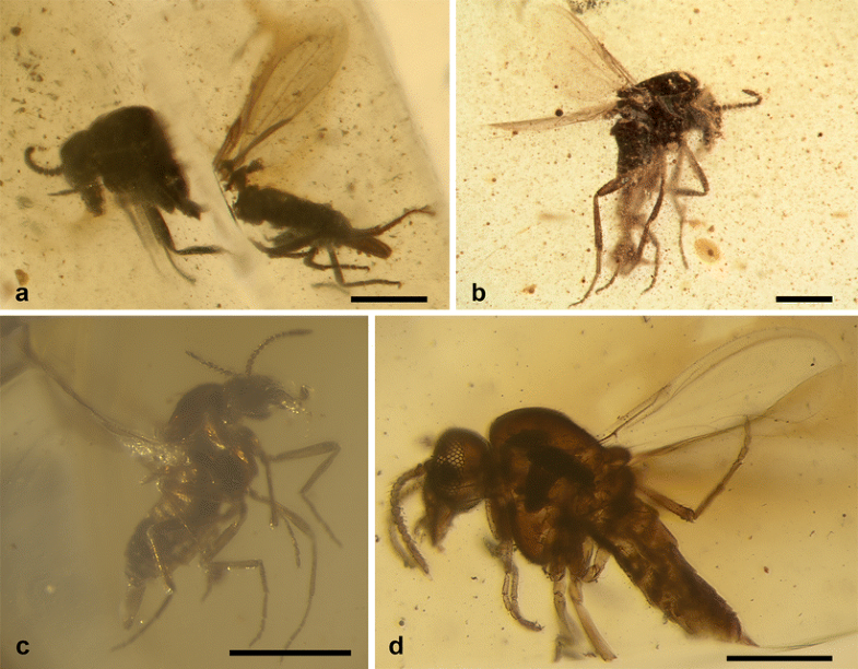 The genus Leptoconops Skuse (Diptera: Ceratopogonidae) in Early ...