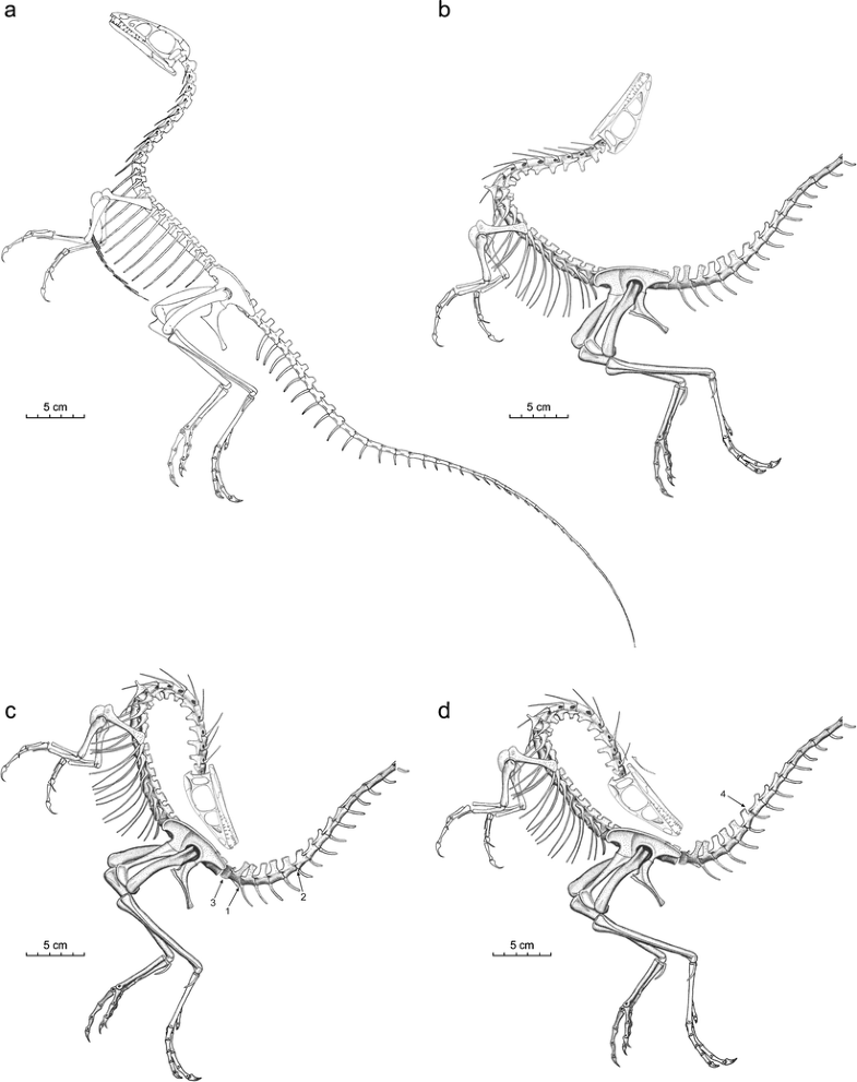 Re-evaluating Moodie’s Opisthotonic-Posture Hypothesis in Fossil ...