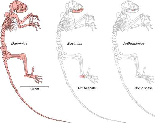 Primates in the Eocene | SpringerLink