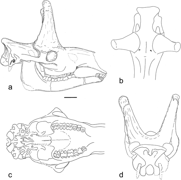 The Giraffidae of Maragheh and the identification of a new species of ...