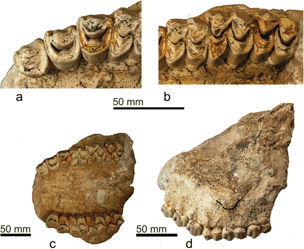 The Giraffidae of Maragheh and the identification of a new species of ...