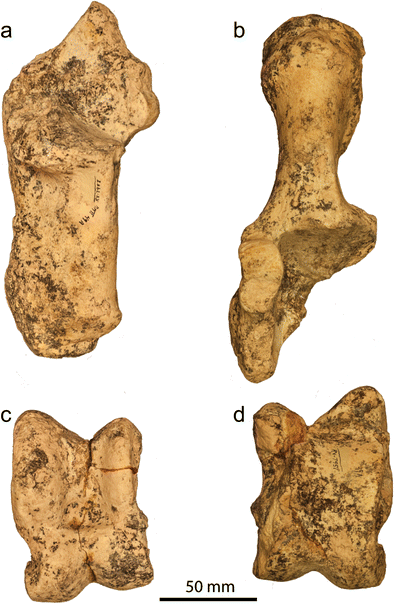 The Giraffidae of Maragheh and the identification of a new species of ...