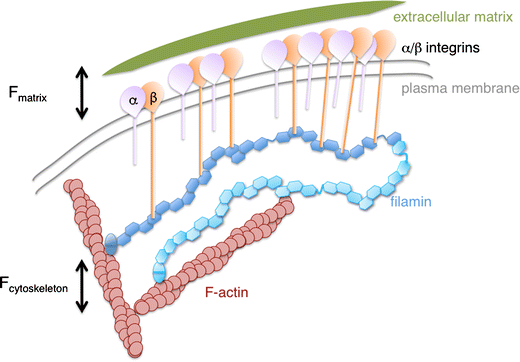 Filamin structure, function and mechanics: are altered filamin-mediated ...