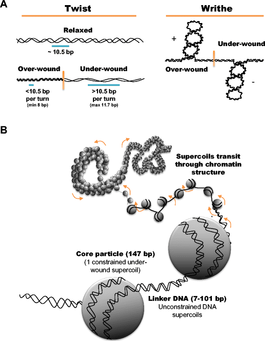 Effects of DNA supercoiling on chromatin architecture | SpringerLink