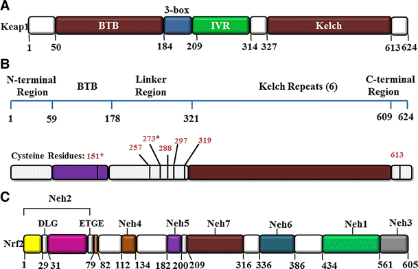 The Keap1–Nrf2 pathway: promising therapeutic target to counteract ROS ...