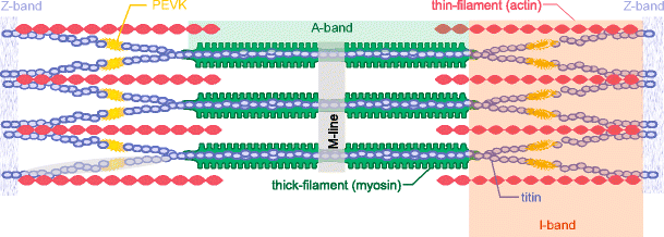 The multiple roles of titin in muscle contraction and force production ...