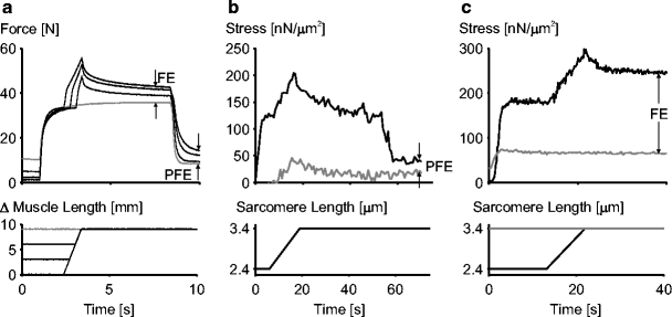 The multiple roles of titin in muscle contraction and force production ...