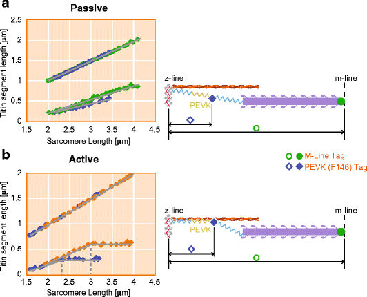 The multiple roles of titin in muscle contraction and force production ...