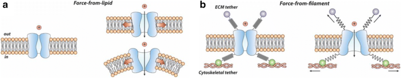 Piezo1 mechanosensitive channels: what are they and why are they ...