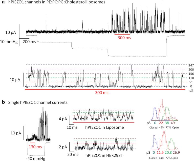 Piezo1 mechanosensitive channels: what are they and why are they ...