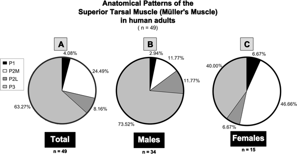 The human superior tarsal muscle (Müller’s muscle): a morphological ...