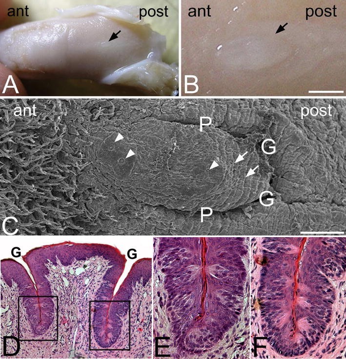 Morphological variations of the vallate papillae in some mammalian ...