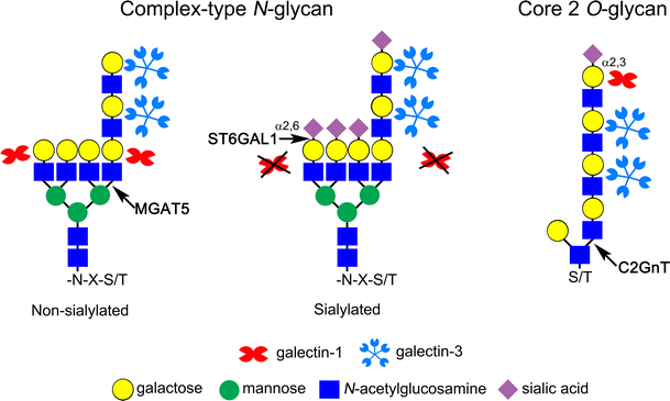 Tissue- and cell-specific localization of galectins, β-galactose ...